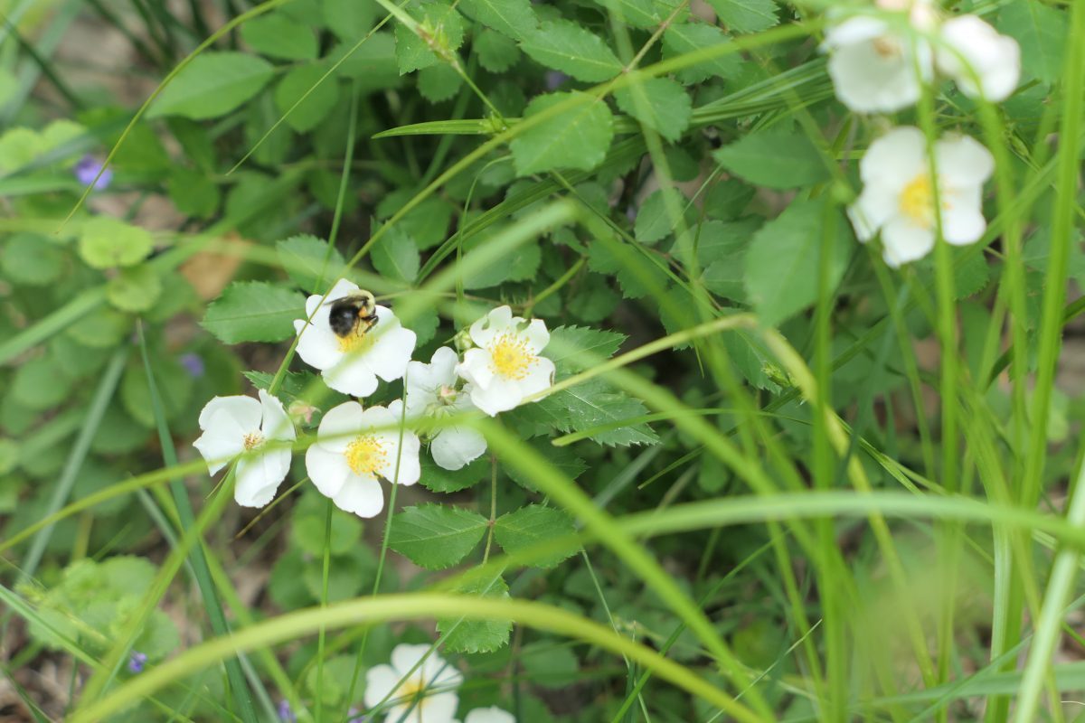 Guided Meditation: Making It Happen vs. Letting It Happen | Lin Wang Gordon